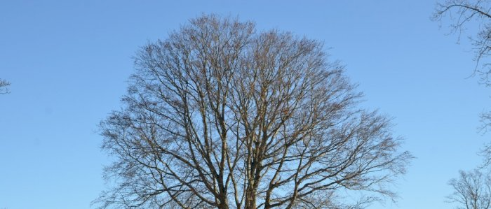 TRAQ- ISA Tree Risk Assessment Qualification 2024 – 22. april 2024 – NTF